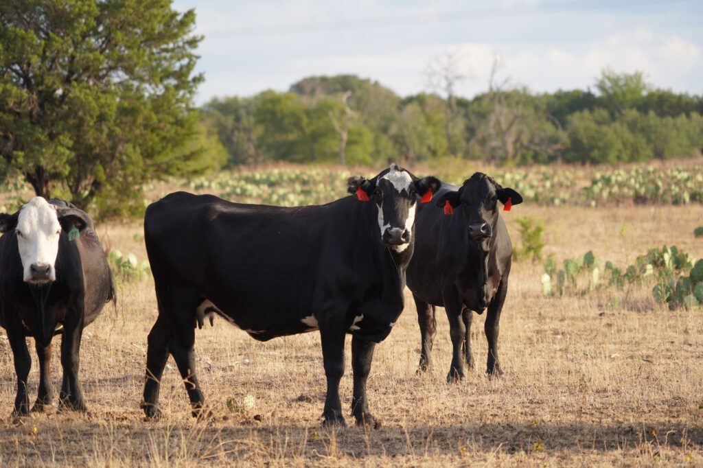 Lineback Breeder Listings | Listings